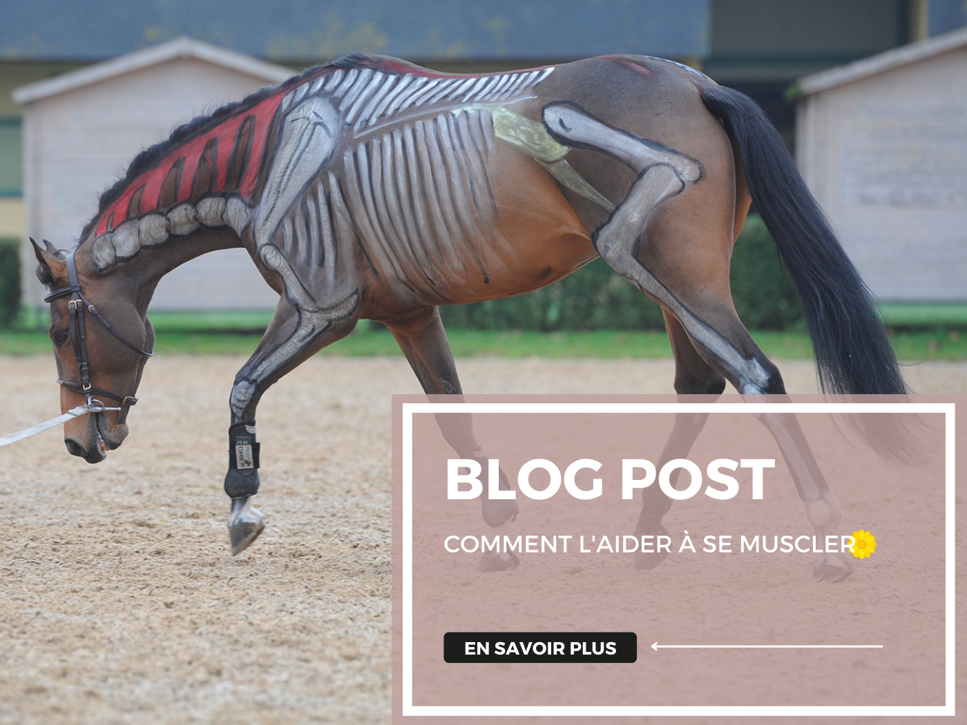 Les 5 conseils pour aider votre cheval à prendre du muscle